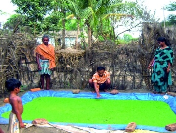 Azolla Bed for Cultivation | Azolla Beds Manufacturer