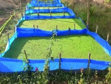 Azolla Bed for Cultivation | Azolla Beds Manufacturer