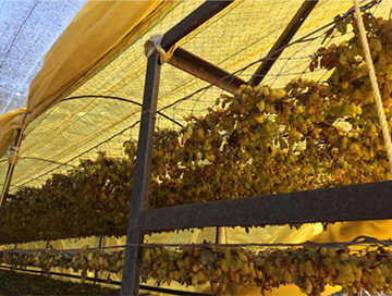 Solar Dryer Sheet Manufacturer | Silpaulin Sheets Traps