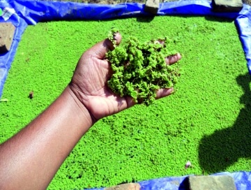 Azolla Bed for Cultivation | Azolla Beds Manufacturer